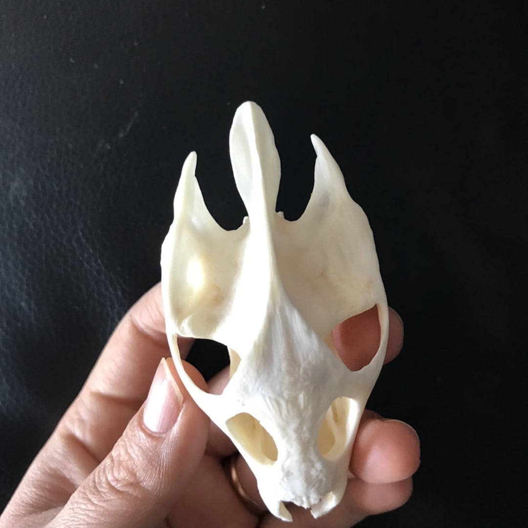 Exquisite Real Soft Shelled Turtle Skull Bone Specimen After Cleaned ...