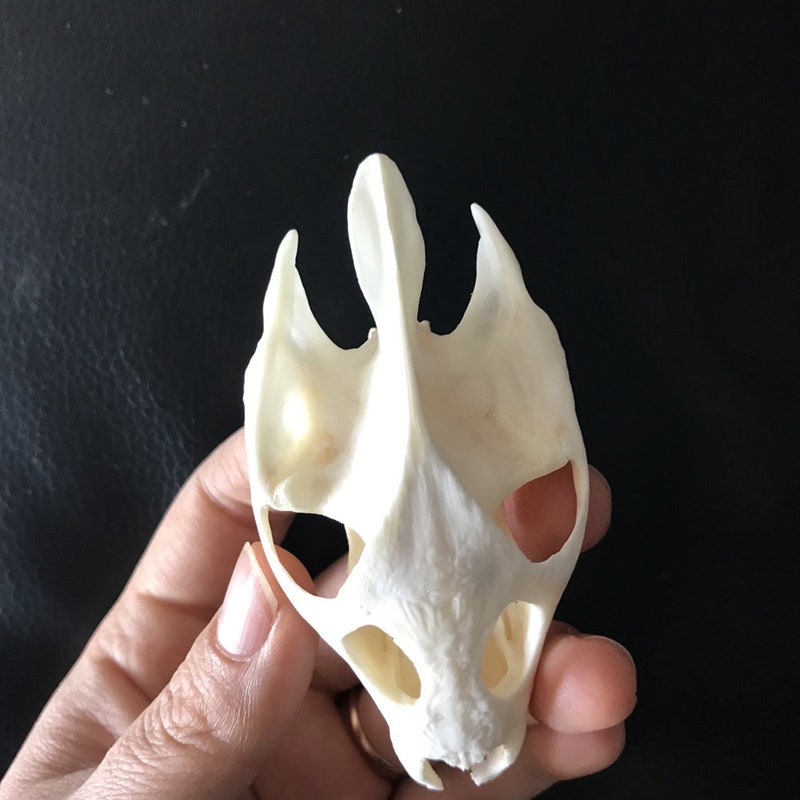 Real Animal Skull - Etsy