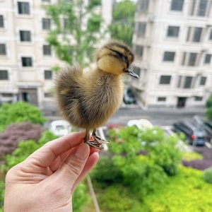 Real Little Yellow Duck Specimen Collectibles Study, Special Gifts Kids ...