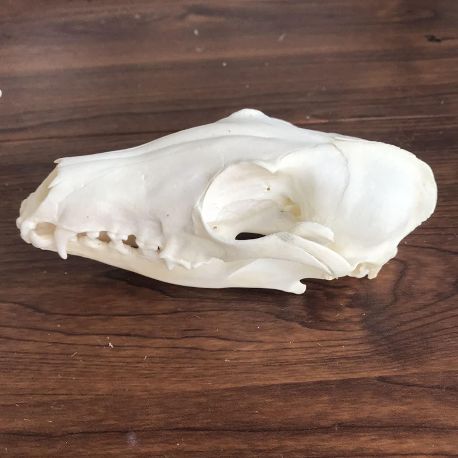 Exquisite Real Fox Skull Bone Specimen After Cleaned and - Etsy