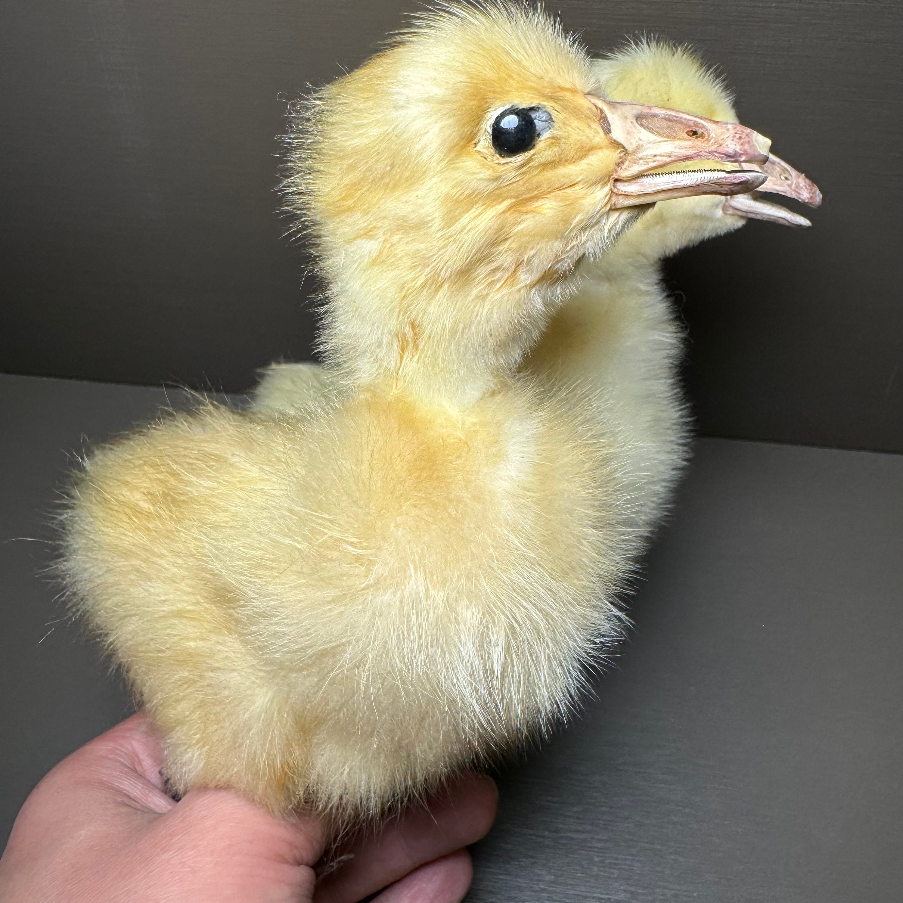 Real Little Yellow Goose Specimen Collectibles Study, Special Gifts ...