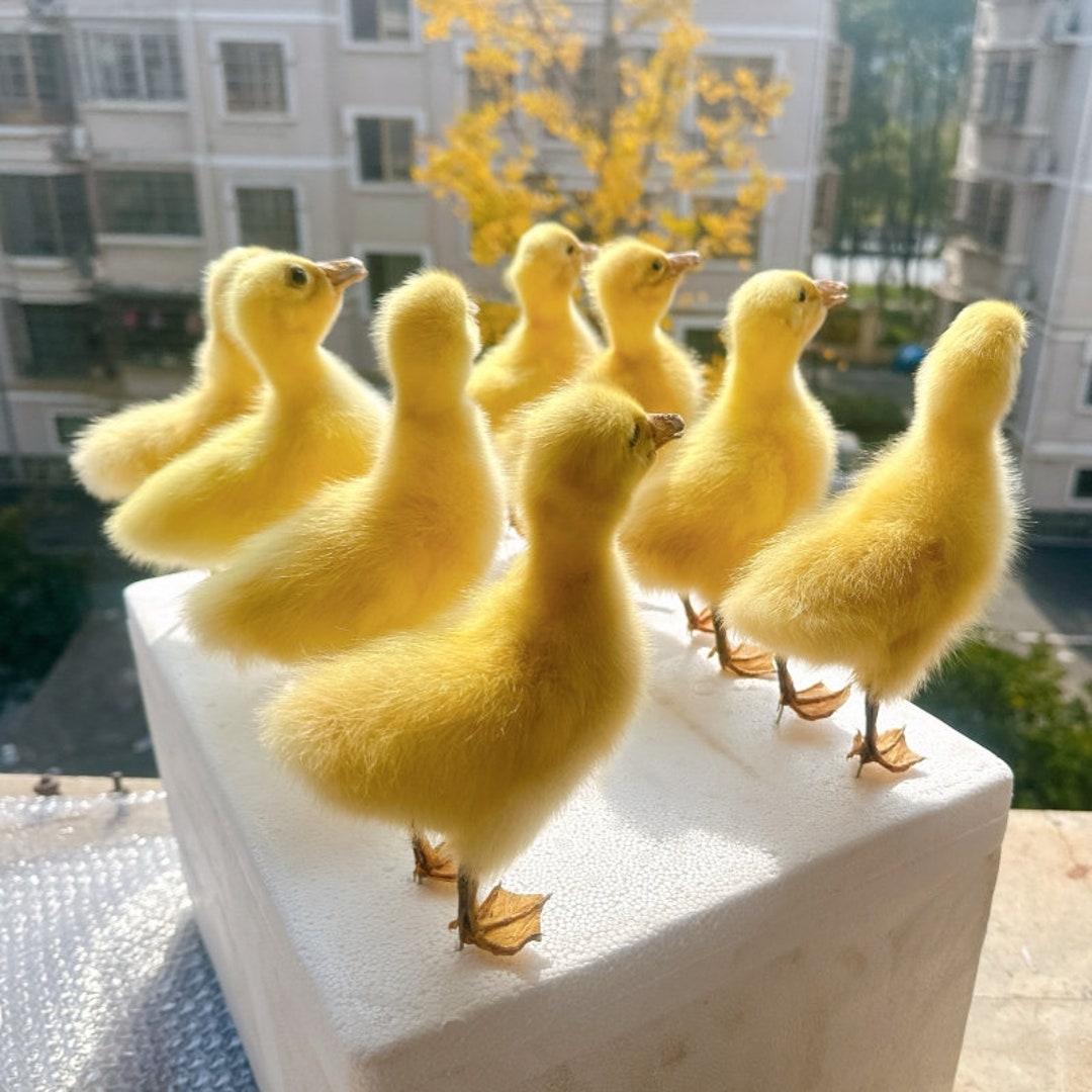 Real Little Yellow Goose Specimen Collectibles Study, Special Gifts ...