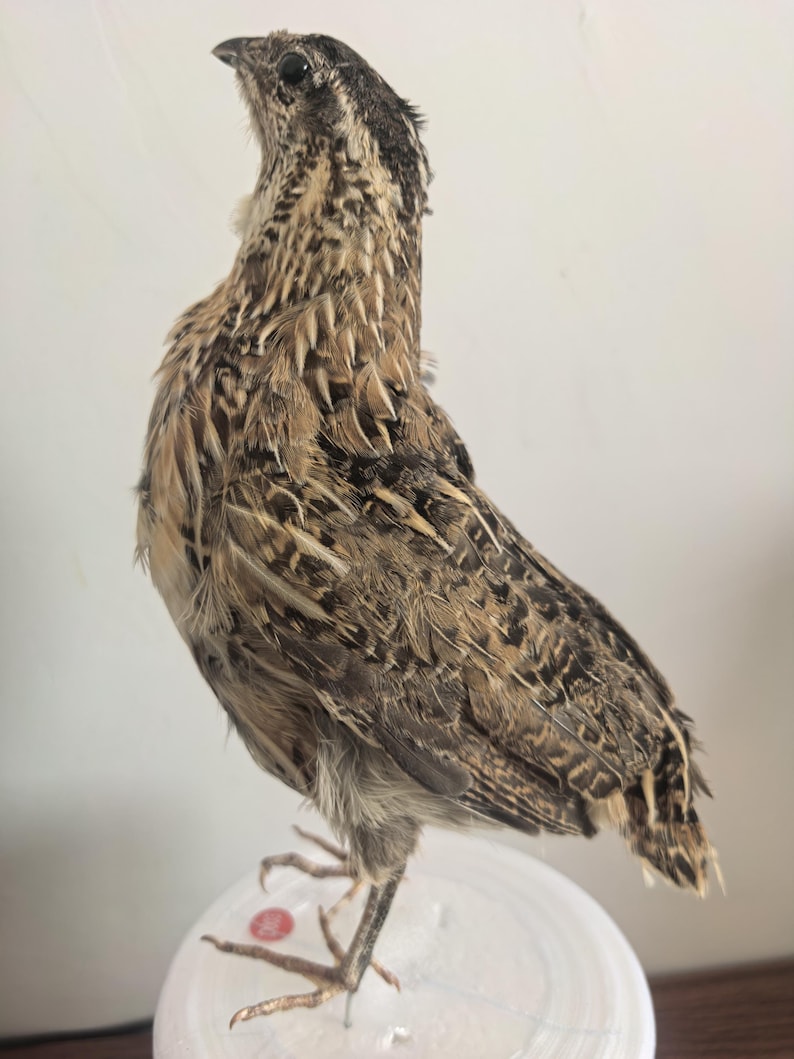 Real Little Quail Specimen Collectibles Study, Special Gifts Kids ...