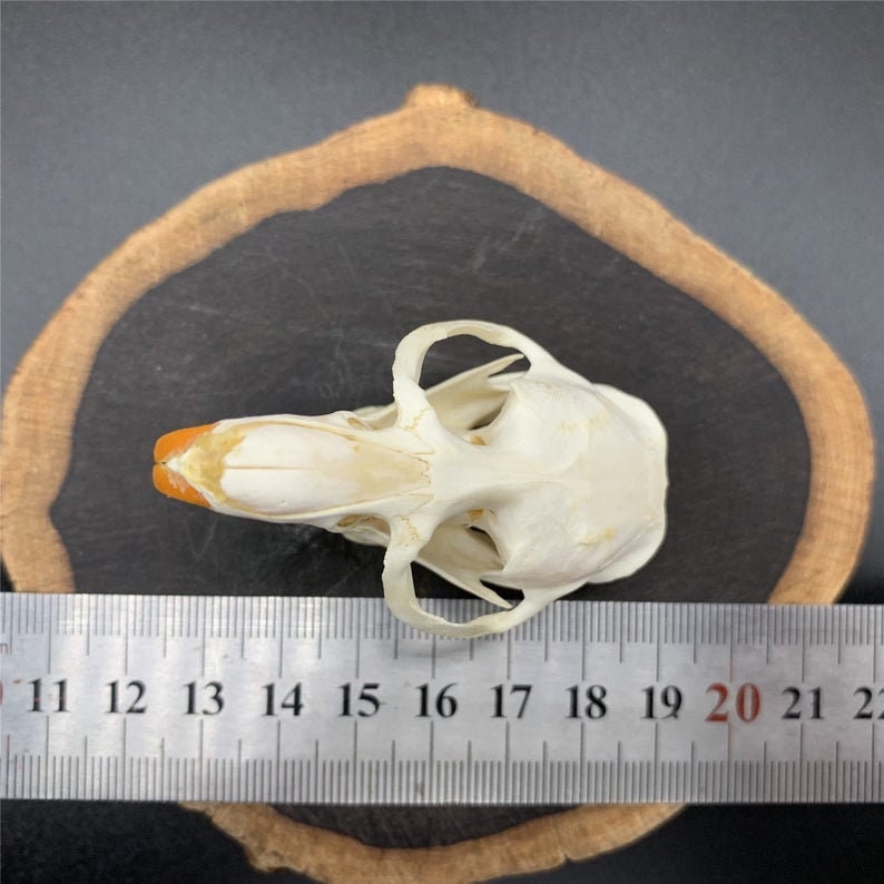 Exquisite Real Muskrat Skull Bone Specimen After Cleaned and - Etsy