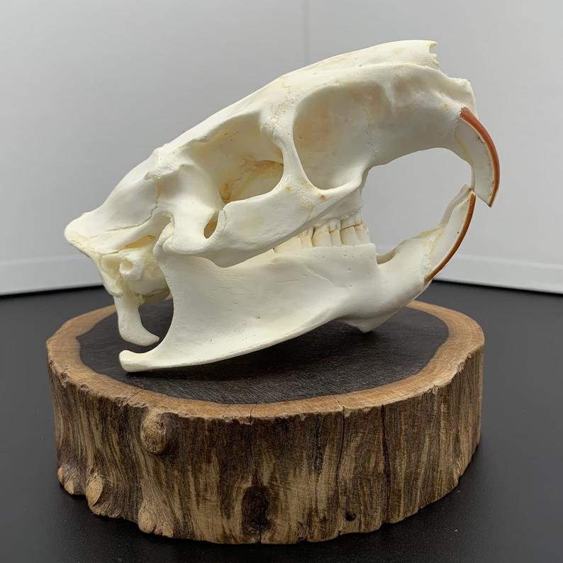 Exquisite Real Nutria skull bone specimen after cleaned and | Etsy