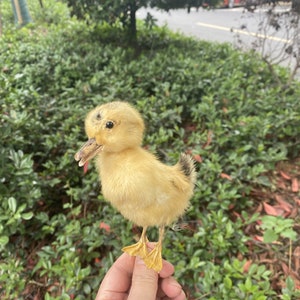 Real Little Yellow Duck Specimen Collectibles Study, Special Gifts Kids ...