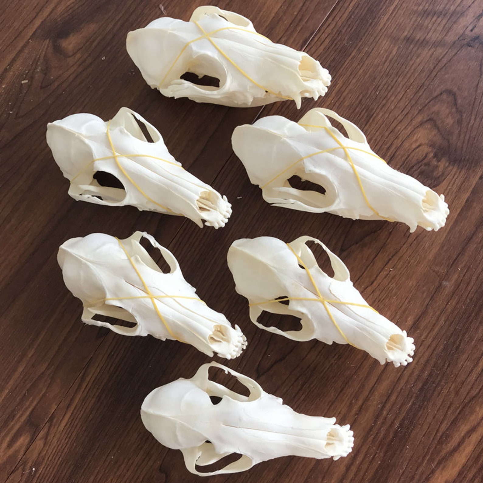 Exquisite Real Fox Skull Bone Specimen After Cleaned and - Etsy