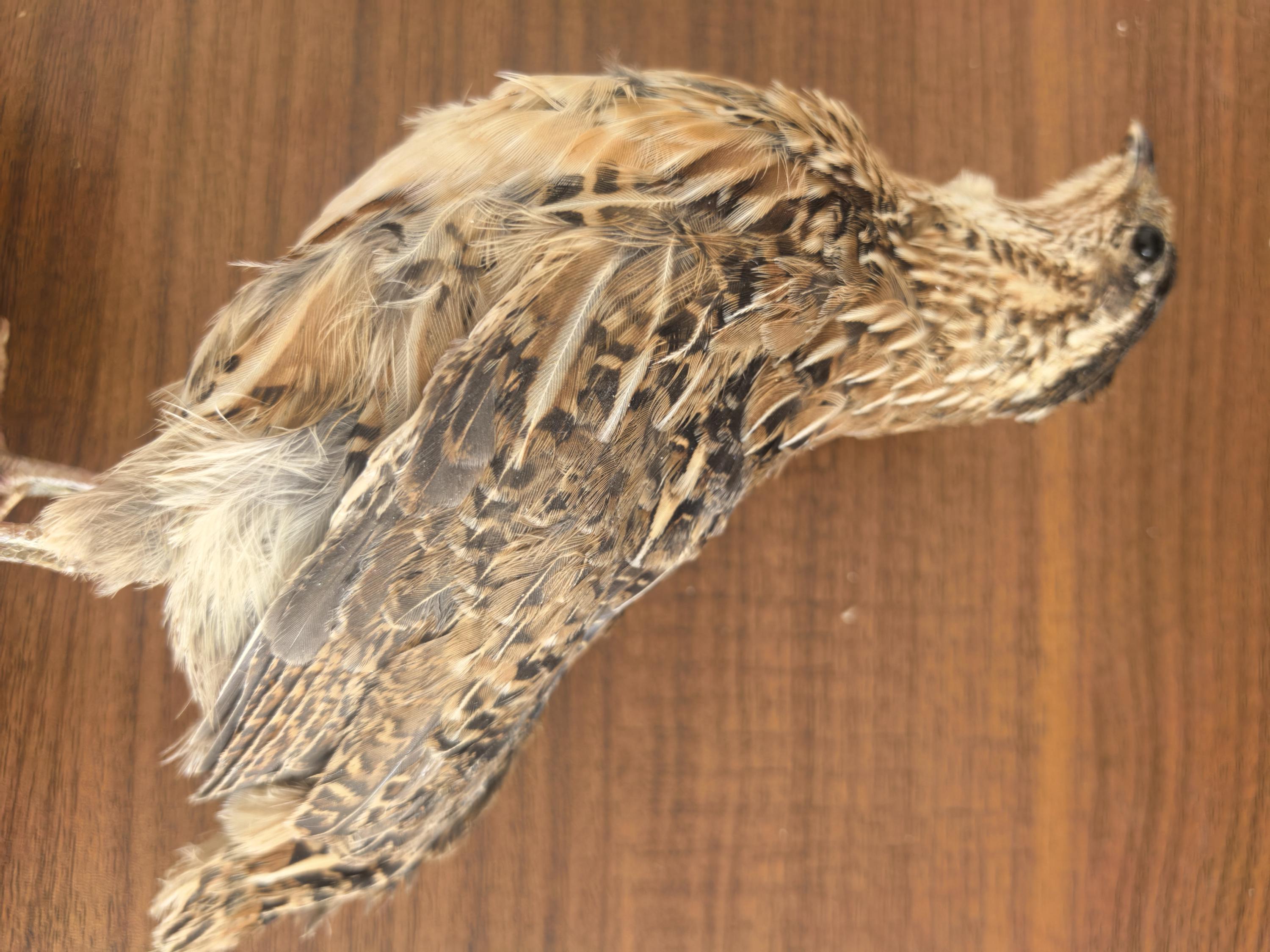 Real Little Quail Specimen Collectibles Study, Special Gifts Kids ...