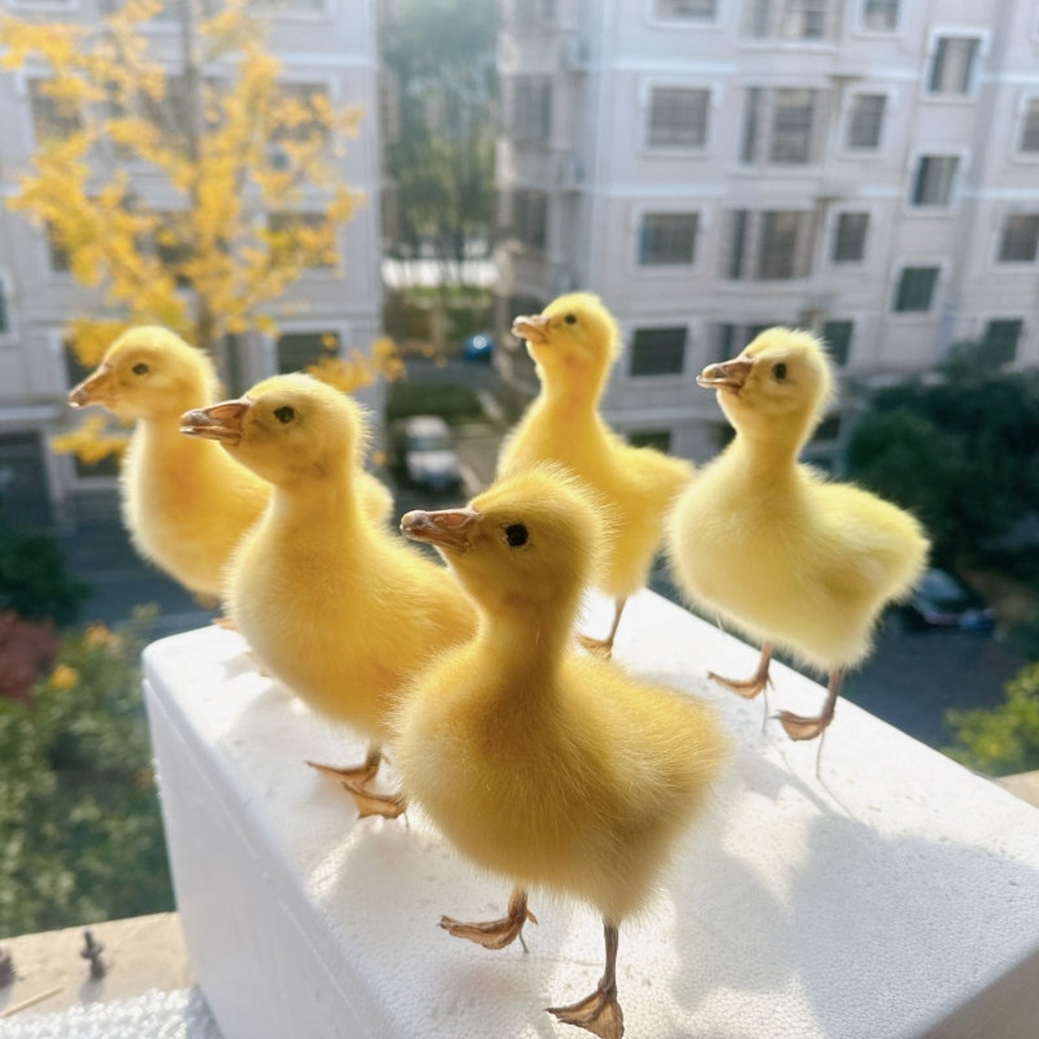 Real Little Yellow Goose Specimen Collectibles Study, Special Gifts ...