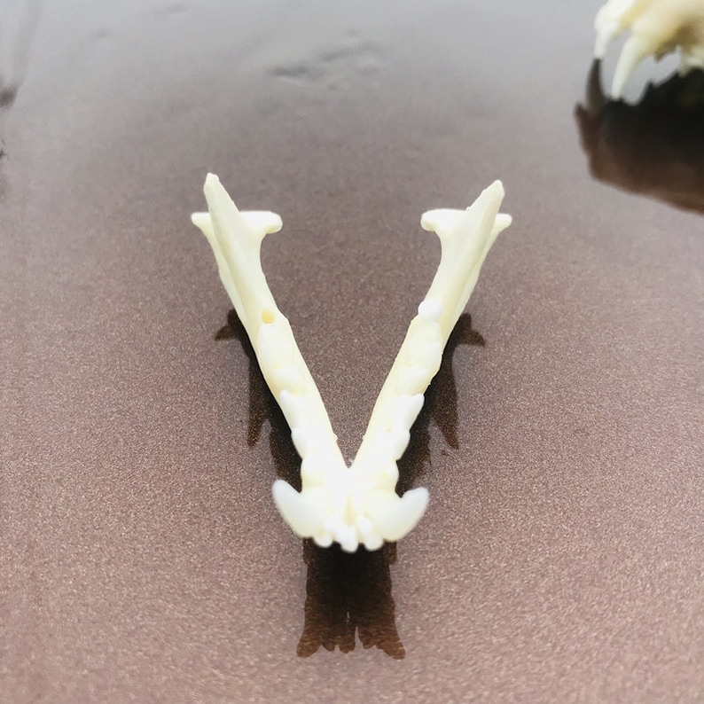 Exquisite Real Mink Skull Bone Specimen After Cleaned and - Etsy