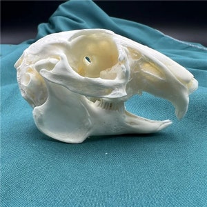 Natural Various Types Skull DIY Specimen Teaching Model - Etsy