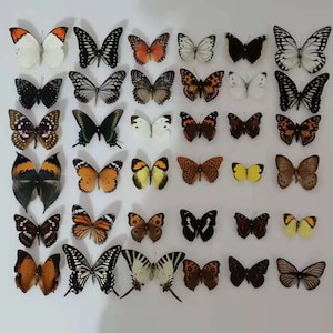 5-100PCS Real Butterfly Specimen Taxidermy Insect Butterflies Decor ...