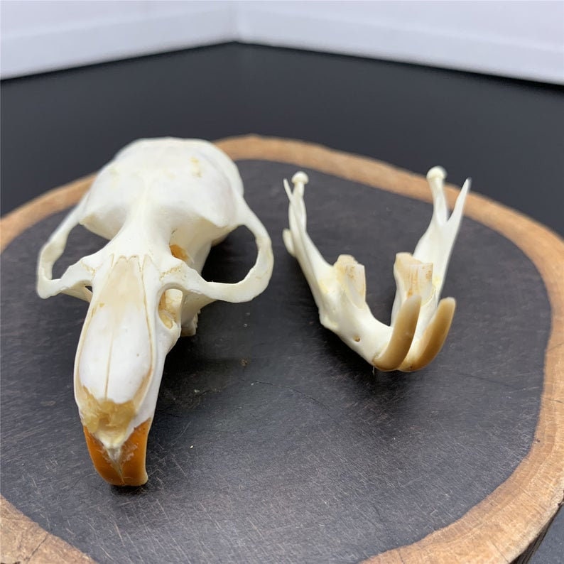 Exquisite Real Muskrat Skull Bone Specimen After Cleaned and - Etsy