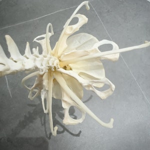 Exquisite Real Bone Splicing Assembly Painting DIY Specimen Creative ...