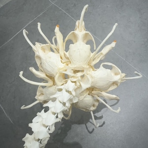 Exquisite Real Bone Splicing Painting DIY Specimen Creative Horror Bone ...