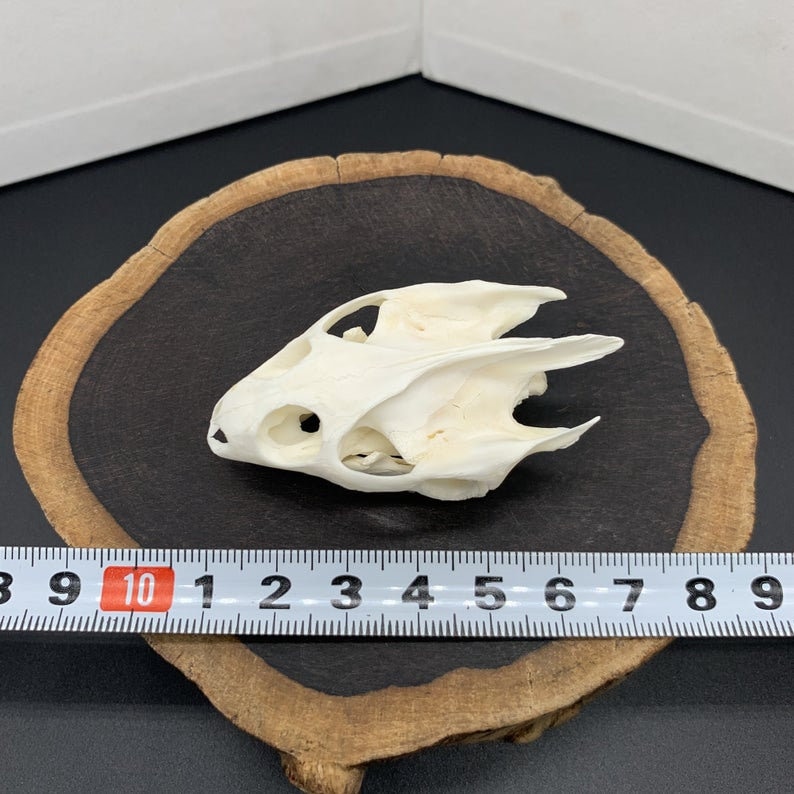 Exquisite Real Soft Shelled Turtle Skull Bone Specimen After Cleaned ...
