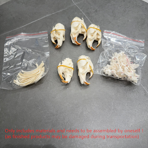 Exquisite Real Bone Splicing Painting DIY Specimen Creative Horror Bone ...