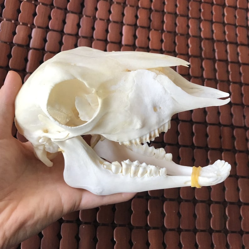 1pcs Domestic Ram Skull Sheep Skull Animal Skull Ovis Aries | Etsy