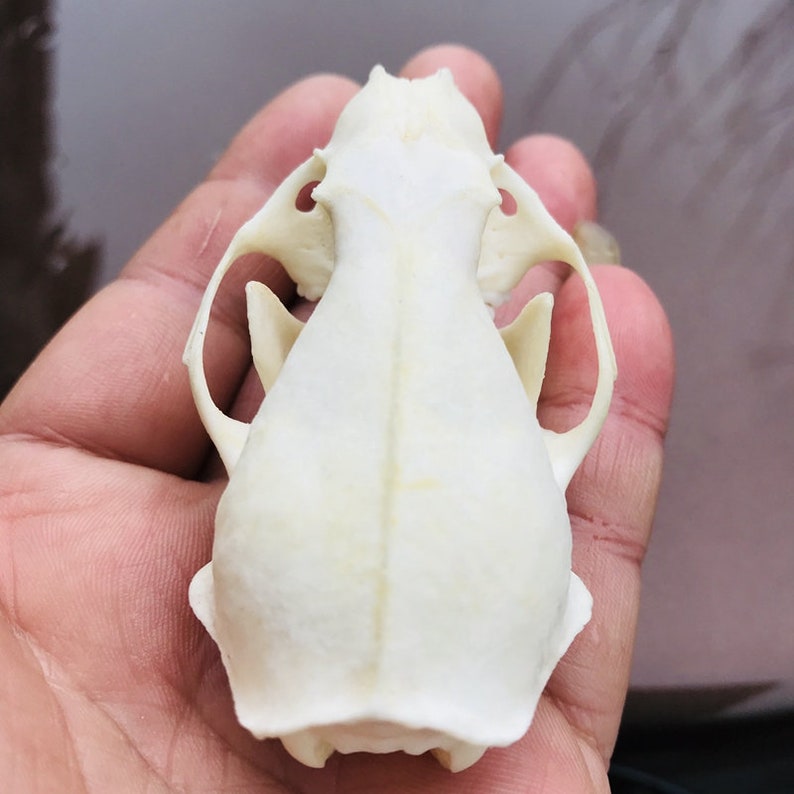 Exquisite Real Mink Skull Bone Specimen After Cleaned and - Etsy