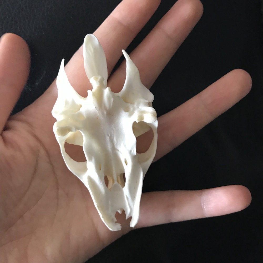 Exquisite Real Soft Shelled Turtle Skull Bone Specimen After - Etsy