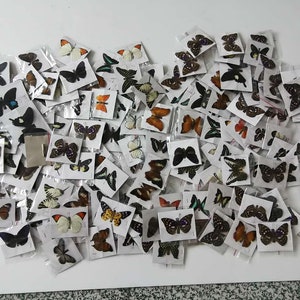 5-100PCS Real Butterfly Specimen Taxidermy Insect Butterflies Decor ...