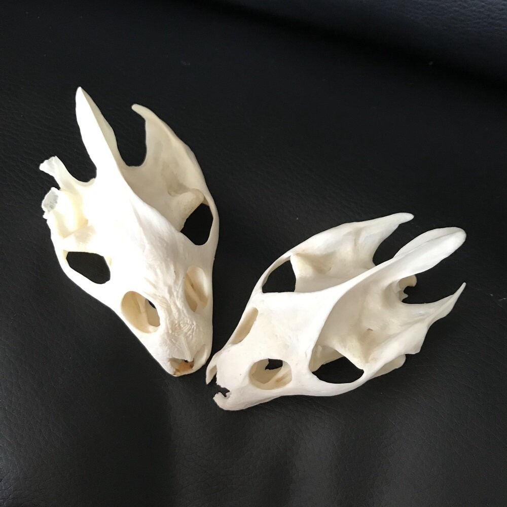 Exquisite Real Soft Shelled Turtle Skull Bone Specimen After - Etsy
