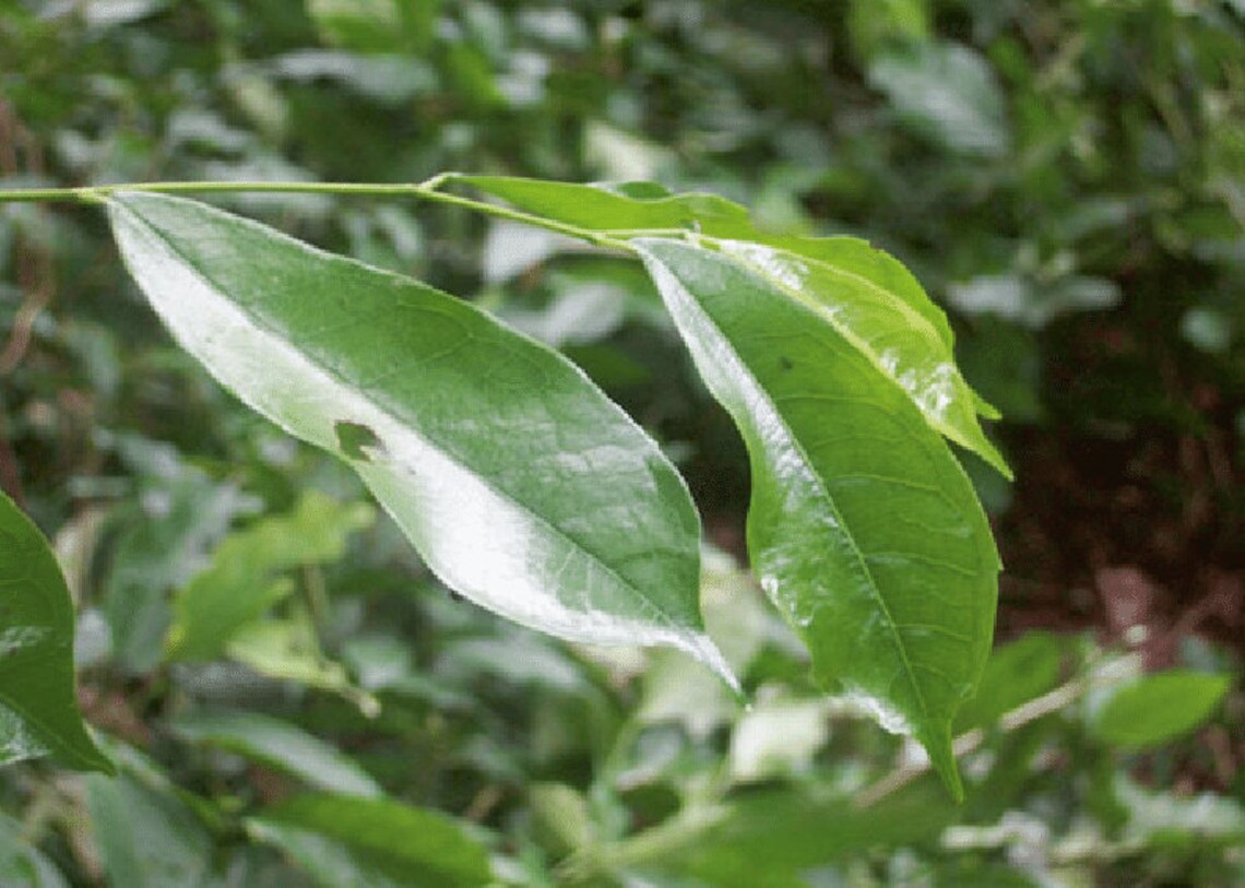TAMAMURI TINCTURE Brosimum Acutifolium | Etsy