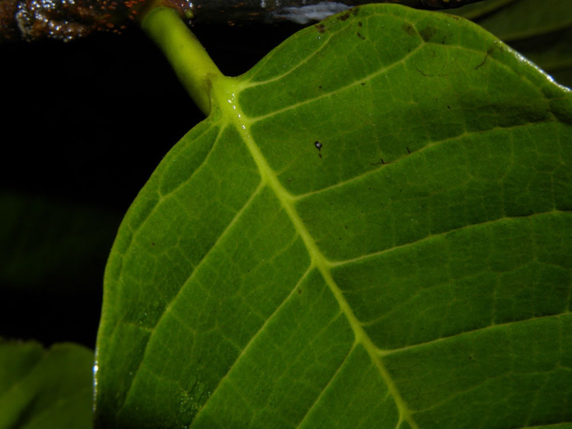 TAMAMURI TINCTURE Brosimum Acutifolium | Etsy