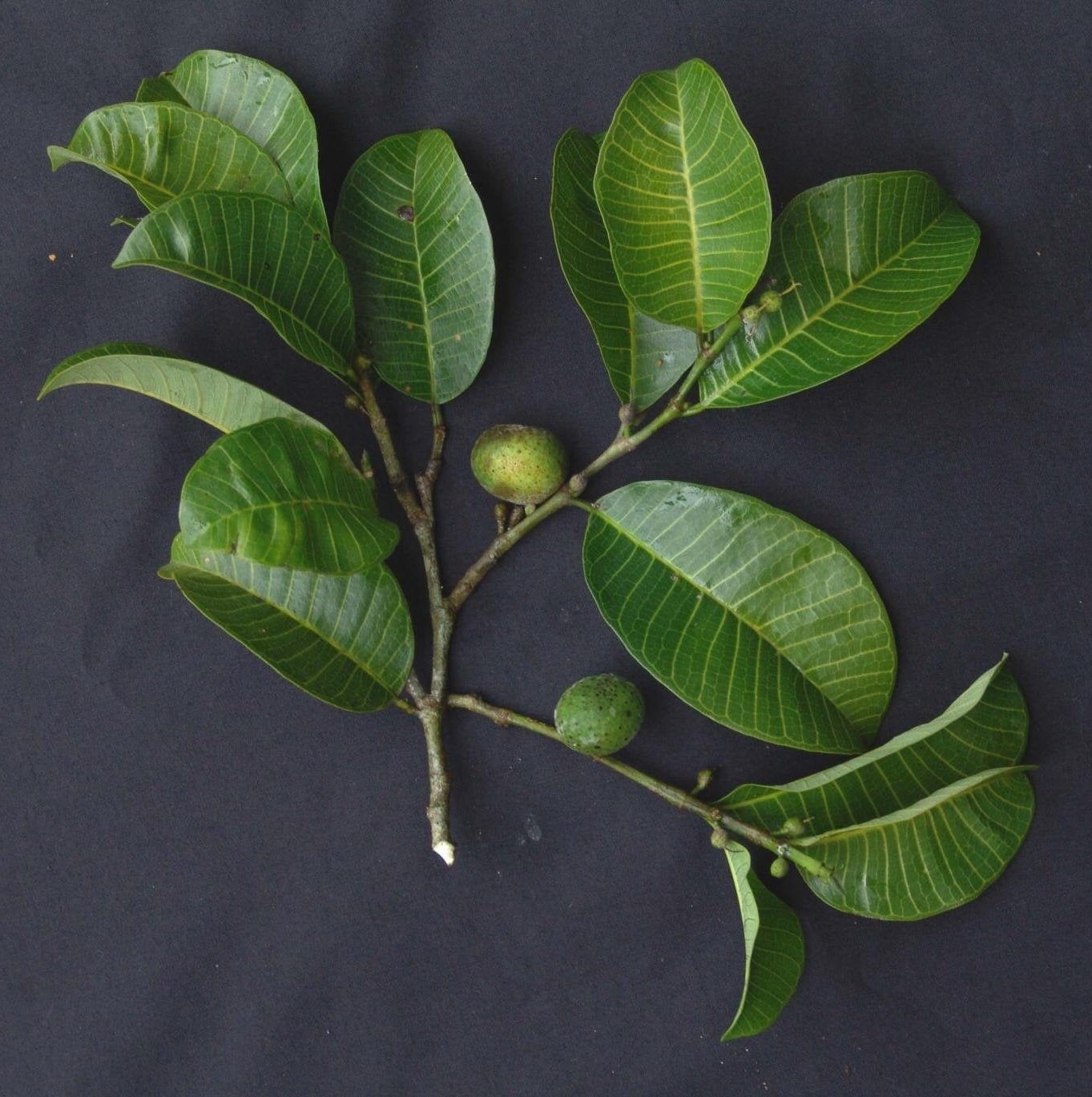 TAMAMURI TINCTURE Brosimum Acutifolium | Etsy