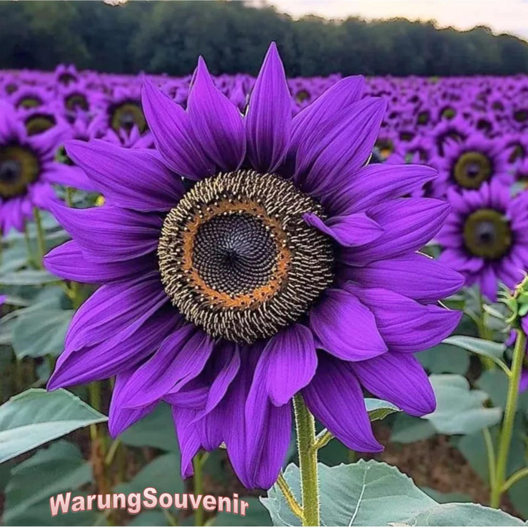 50 of Rare Purple Sunflower Seeds - Unique Blooms for Garden Seeds - Etsy