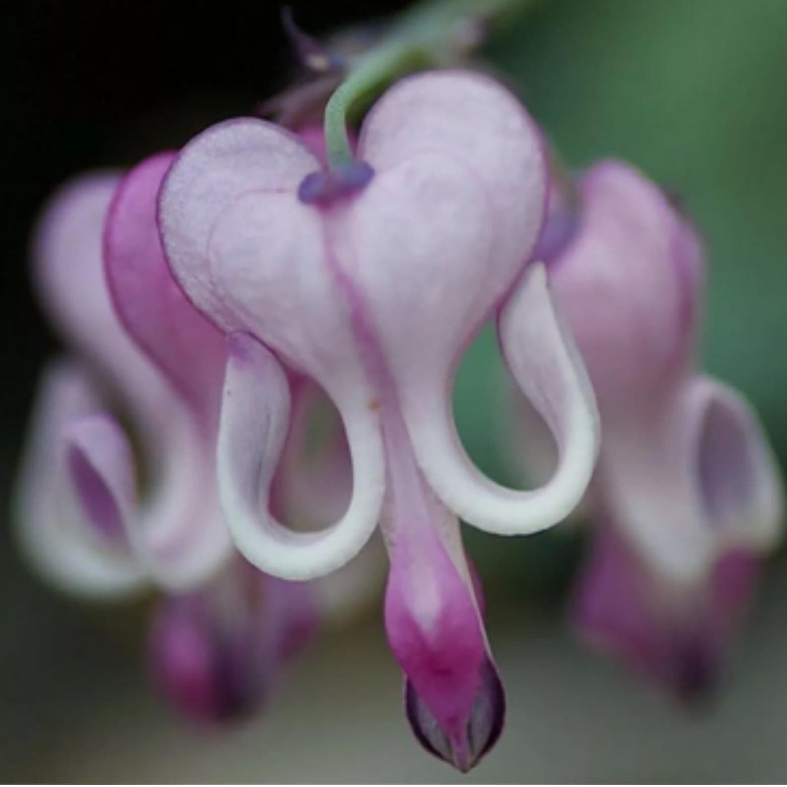 24 of Rare Purple White Bleeding Heart Seeds - Flowers Seed Perennial ...