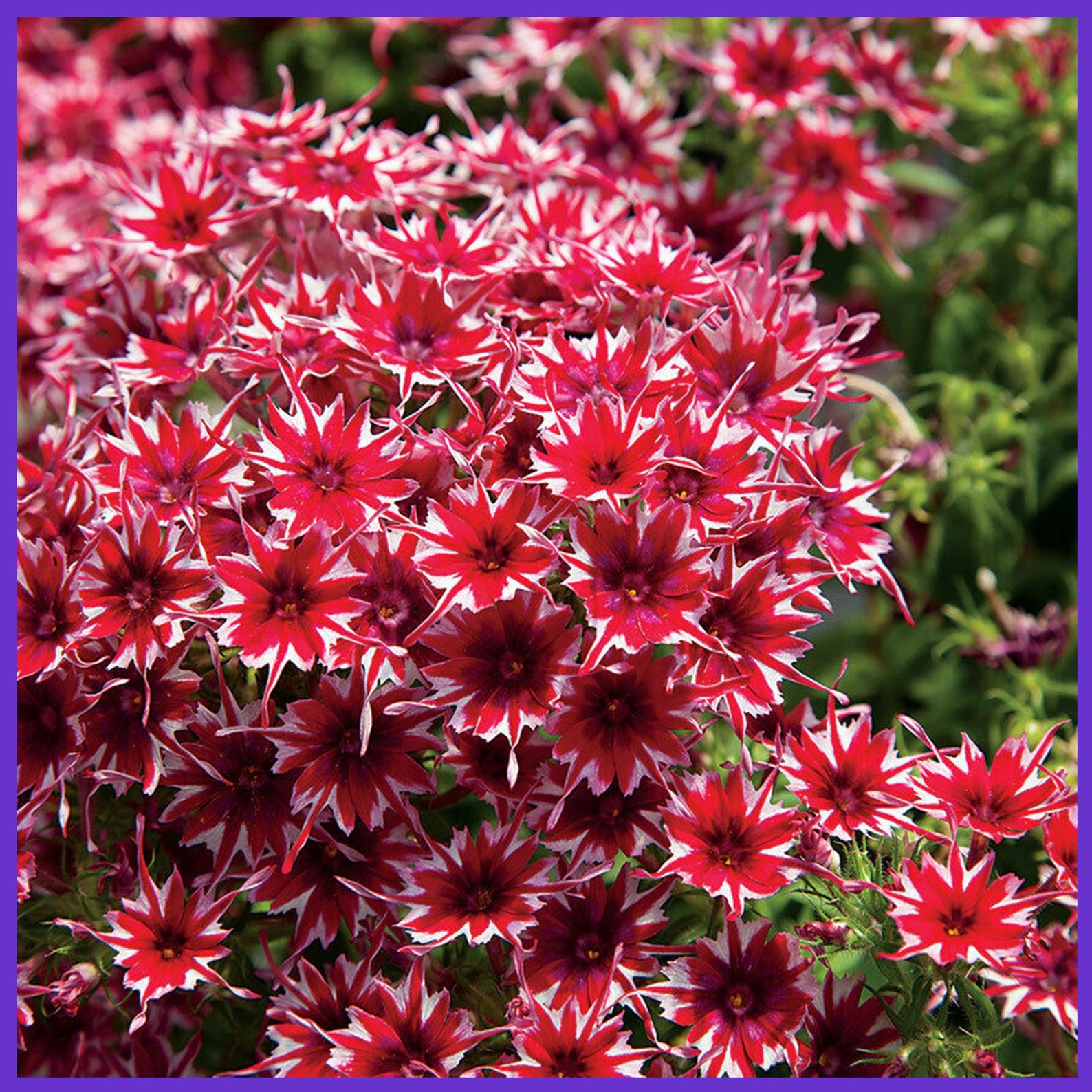 HOT Bright Red White Phlox flower Perennial Seeds 50 Pcs | Etsy