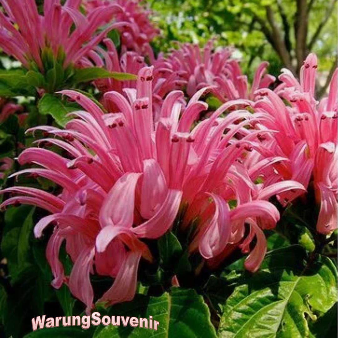 PINK FLAMINGO JUSTICIA Carnea - as Brazilian Plume Jacobinia Starter ...