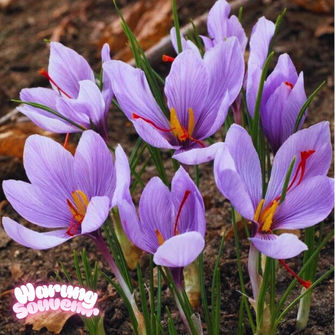 50 Safran Krokus Samen | Crocus Sativus, Herbst Blüte Lila Schönheit ...