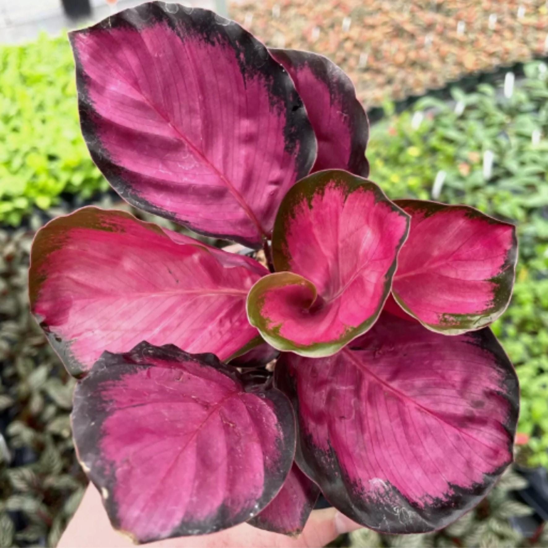 24 of Pink Rosy Calathea Flower Seeds Beautiful Garden Planting - Etsy