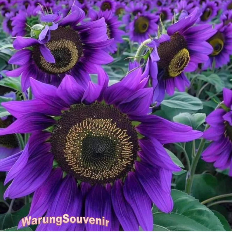 50 of Rare Purple Sunflower Seeds - Unique Blooms for Garden Seeds - Etsy