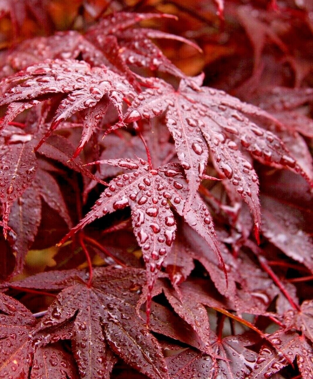ÉRABLE JAPONAIS rouge Acer palmatum 20 Pcs Graines de - Etsy France