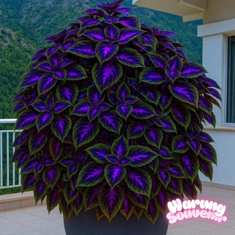 Blue and Black Hostas - Etsy