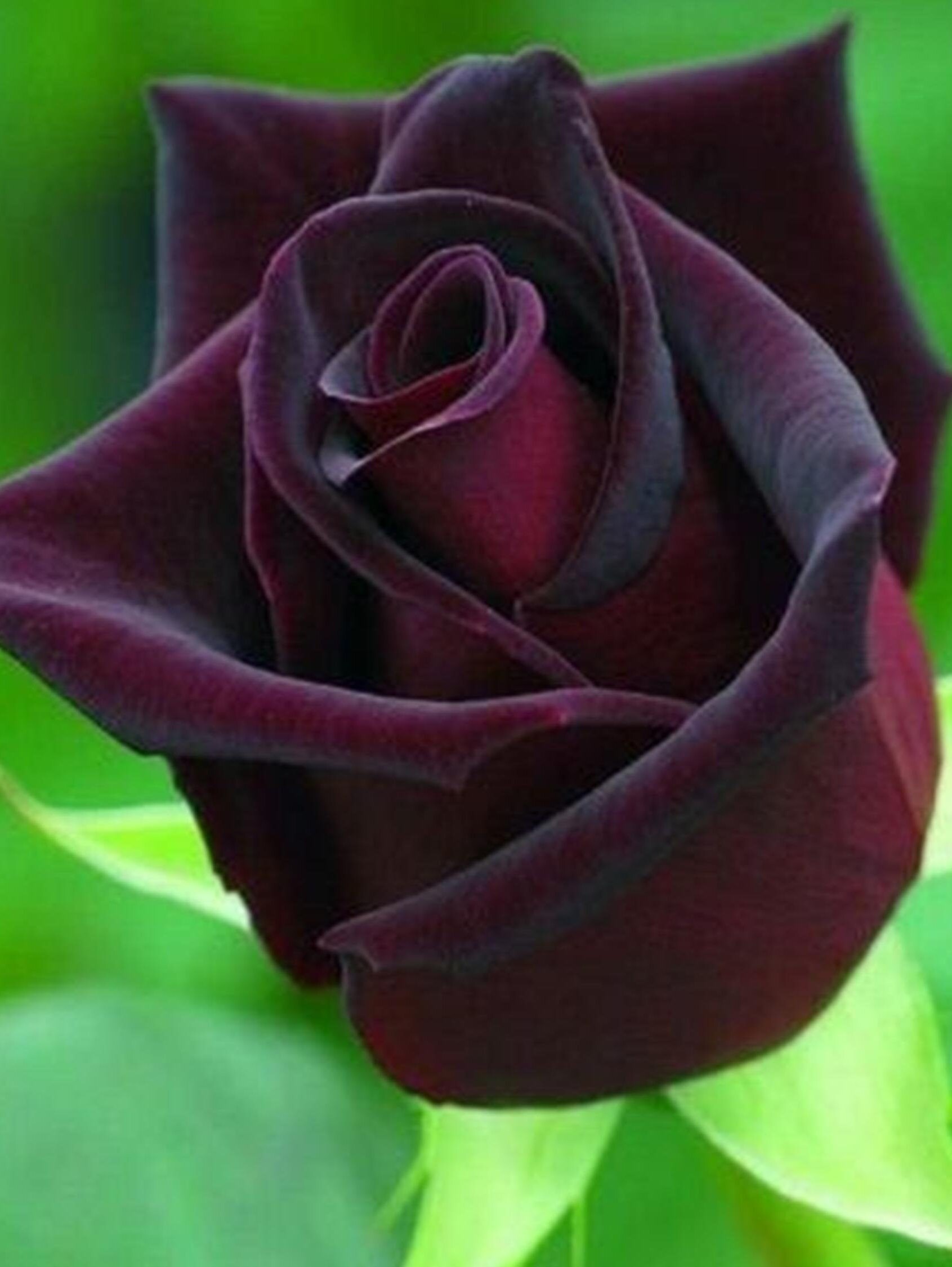 Dark Rose Ubicaciondepersonas cdmx gob mx Dark Rose Ubicaciondepersonas cdmx gob mx