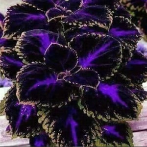 100 of Coleus Black Blue Seeds - Painted Nettle Blumei Solenostemon ...