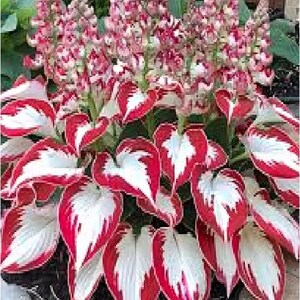 100 of Rare Hosta Seeds - White Leaves With Thick Red Edge Best Garden ...