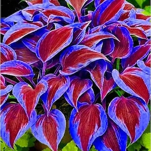 100 of New Stunning Hosta Seeds - Deep Red and Blue-green Foliage Mix ...