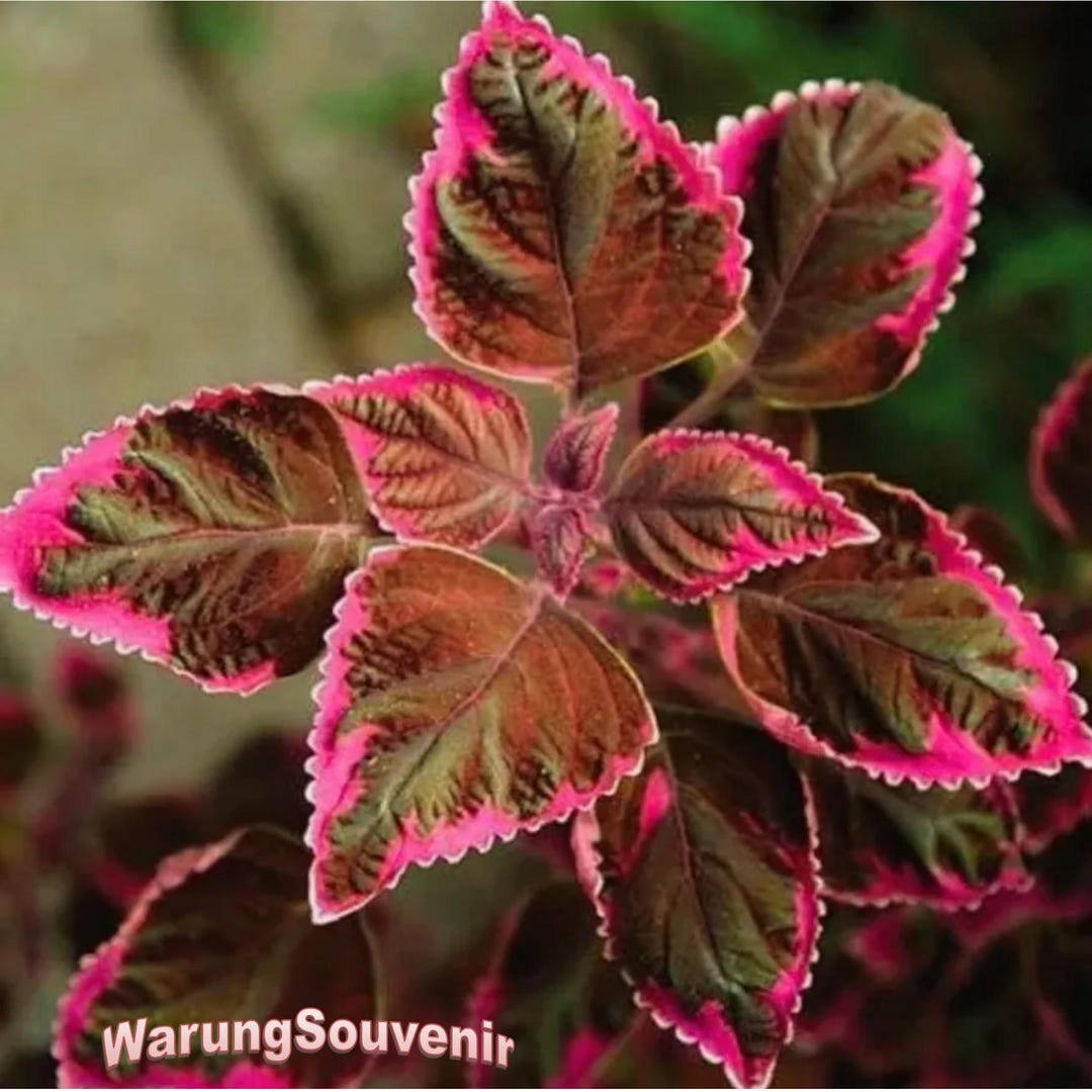 24 of Rare Coleus Flower Seeds - Rose Pinkish Reish Brown Colors ...