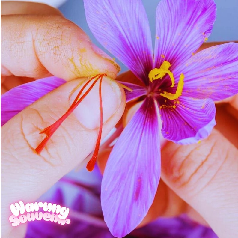 50 of Saffron Autumn Crocus (crocus Sativus) Seeds | Fall-blooming ...