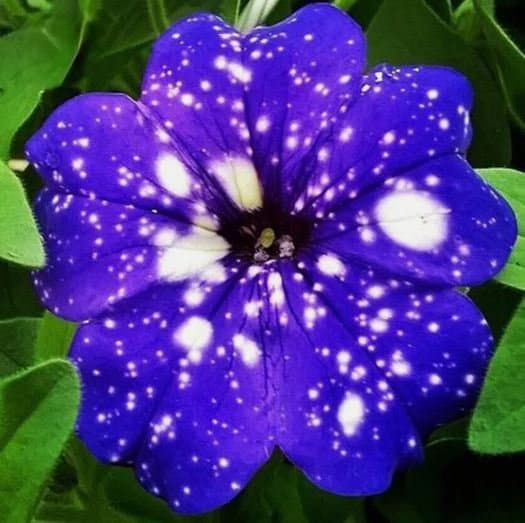 100 of Starry Sky Blue Petunia Seeds - Petunia Flowers Hybrida - Etsy