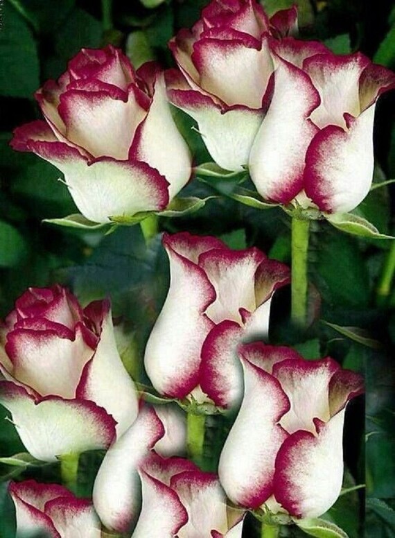 RARE White Pink Rose Seeds 10 Pcs Bush Flowering Bush - Etsy