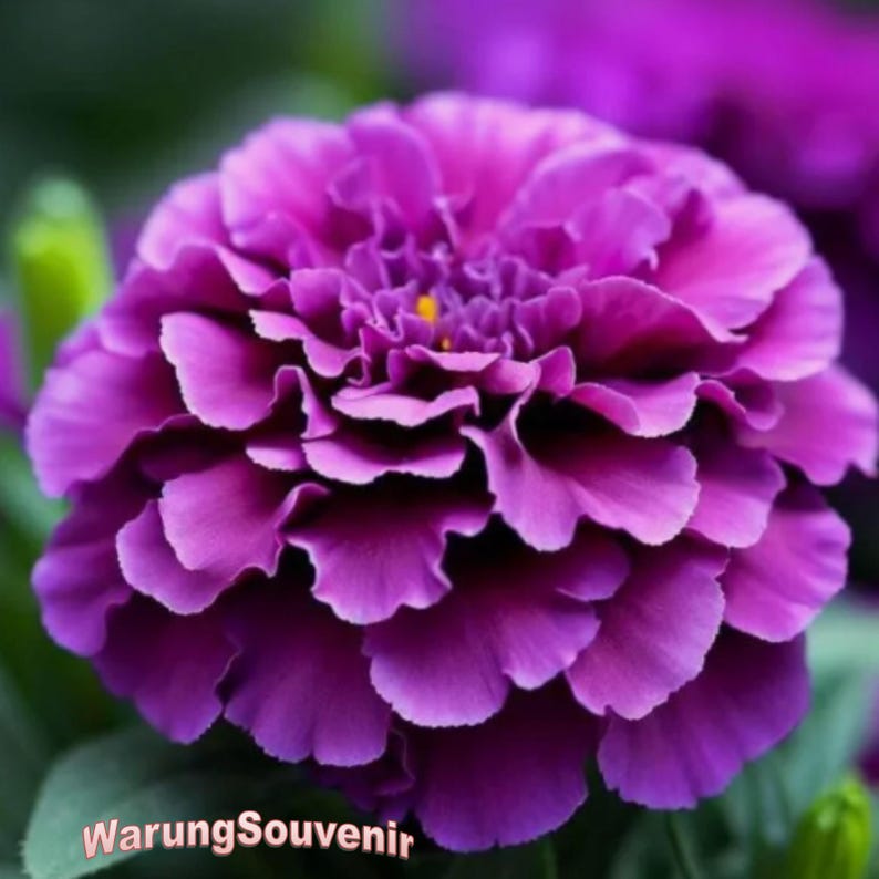 25 of Purple India Marigold Seeds - Garden Planting Flower - Etsy