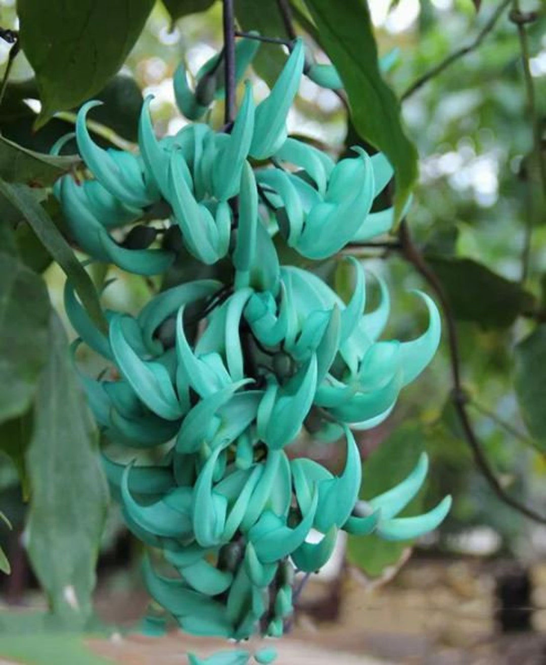 5 of Jade Vine Strongylodon Macrobotrys Flower Seeds Professional Pack ...