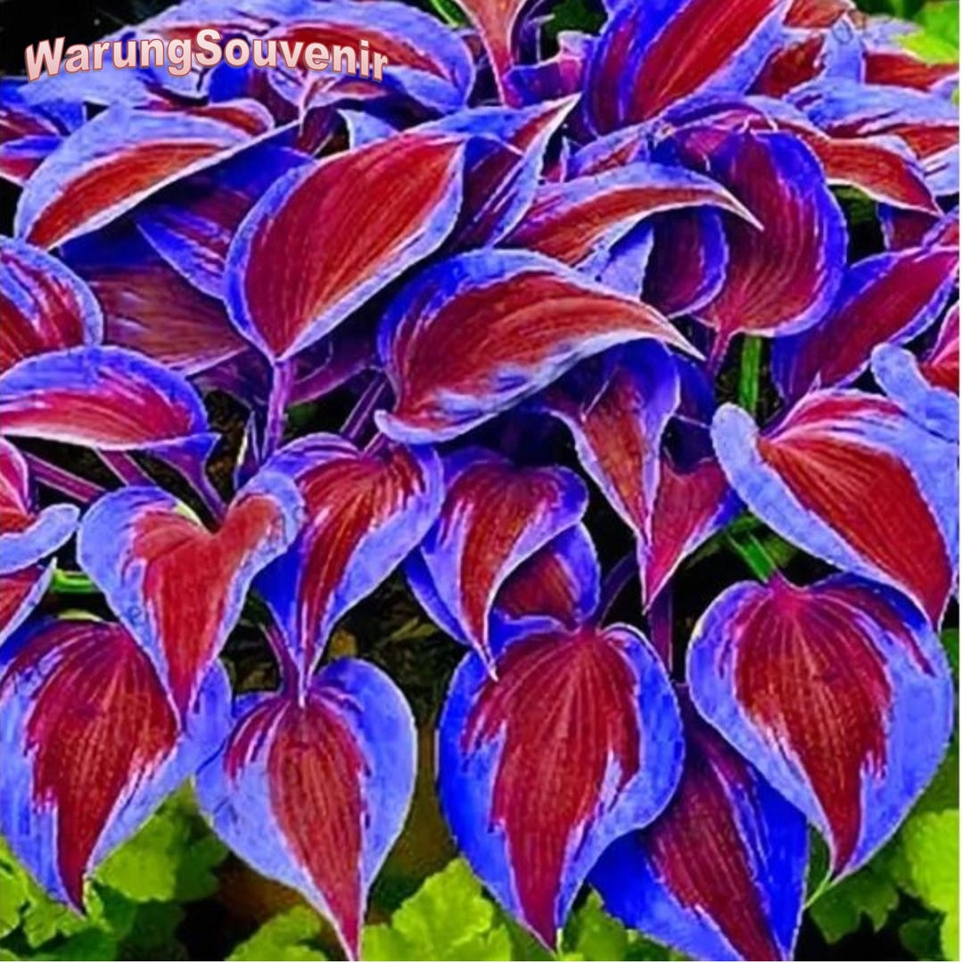 100 of New Stunning Hosta Seeds - Deep Red and Blue-green Foliage Mix ...