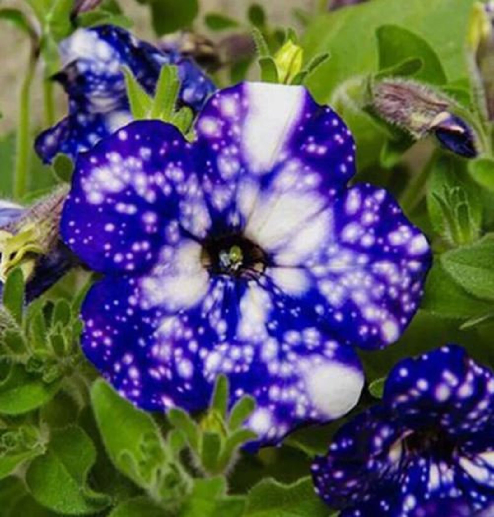 100 of Starry Sky Blue Petunia Seeds - Petunia Flowers Hybrida - Etsy